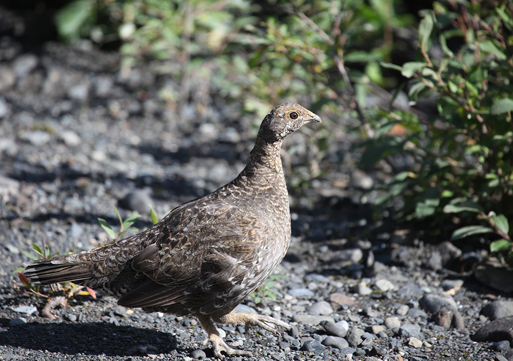 Alberta Upland Game Birds - harvestyourown.ca