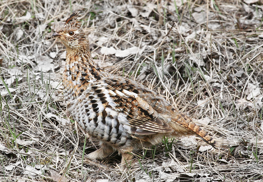 Alberta Upland Game Birds - Default