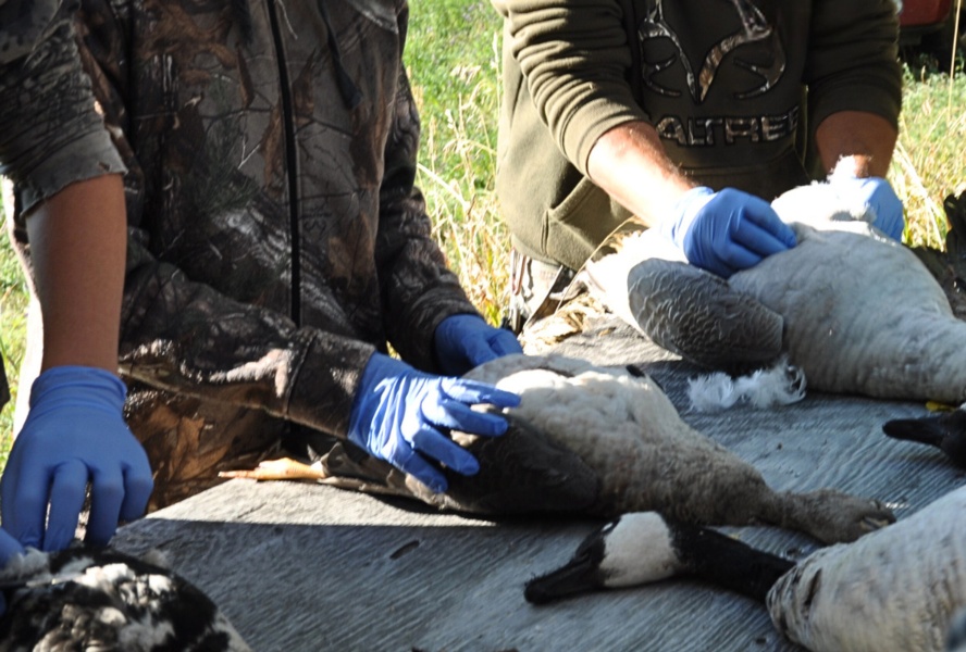 A Hunter's Guide to Cleaning and Processing Wild Birds - Default