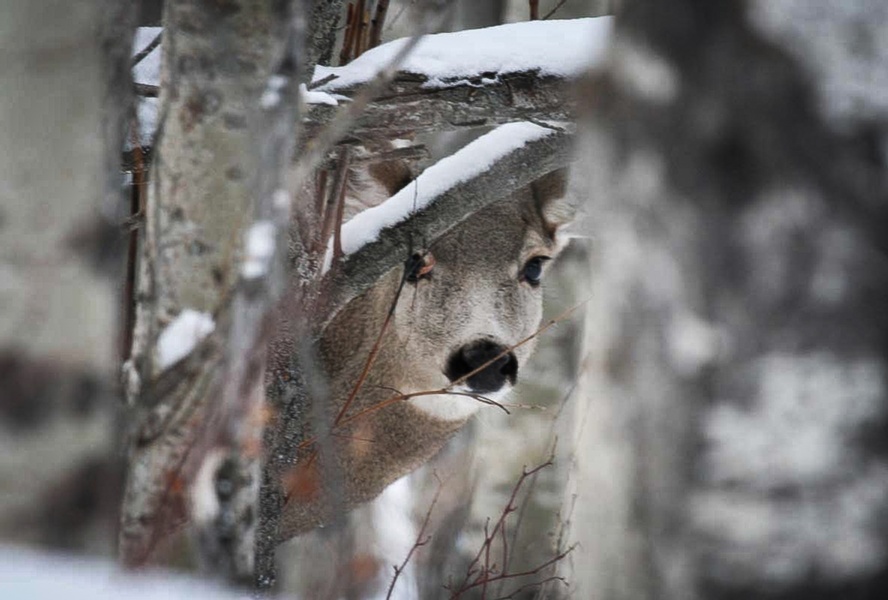 6 Tips for Still-Hunting - Default