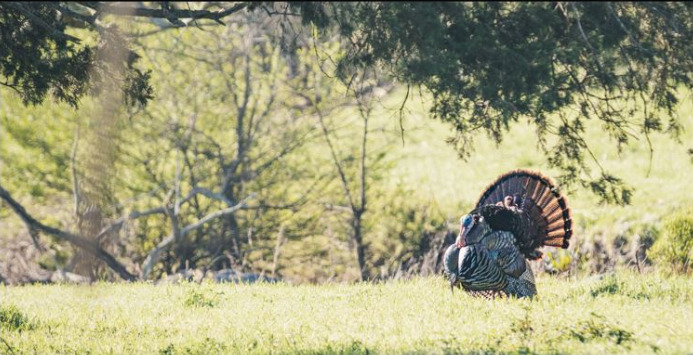 Key Turkey Calls to Know - Default