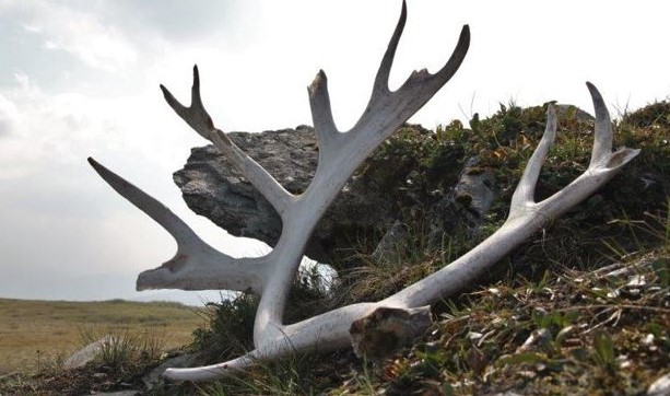 The Science Behind Antler Growth - Default