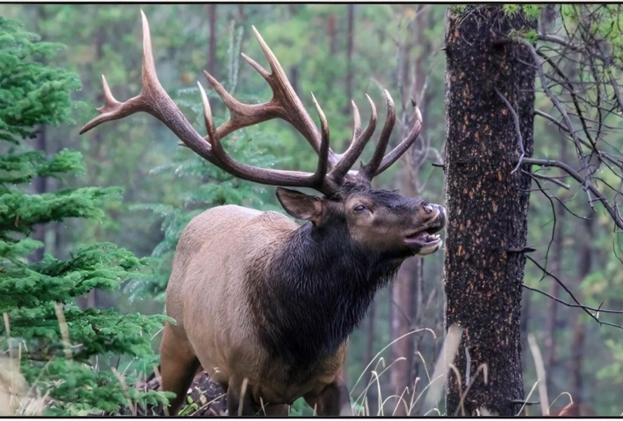 Top Five Popular Elk Hunting Cartridges - Default