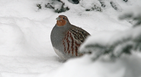 Late-Season How-To: Gray Partridge - Default