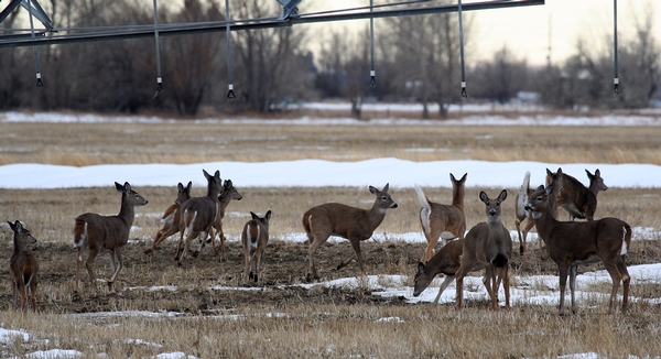 Tips for a Meat Hunter - Default