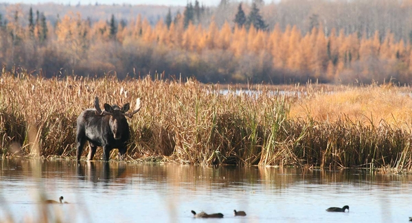 Pre-Season Moose Scouting - Default