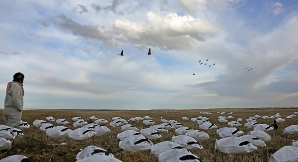 Where to Look: Late-spring Snow Geese - Default